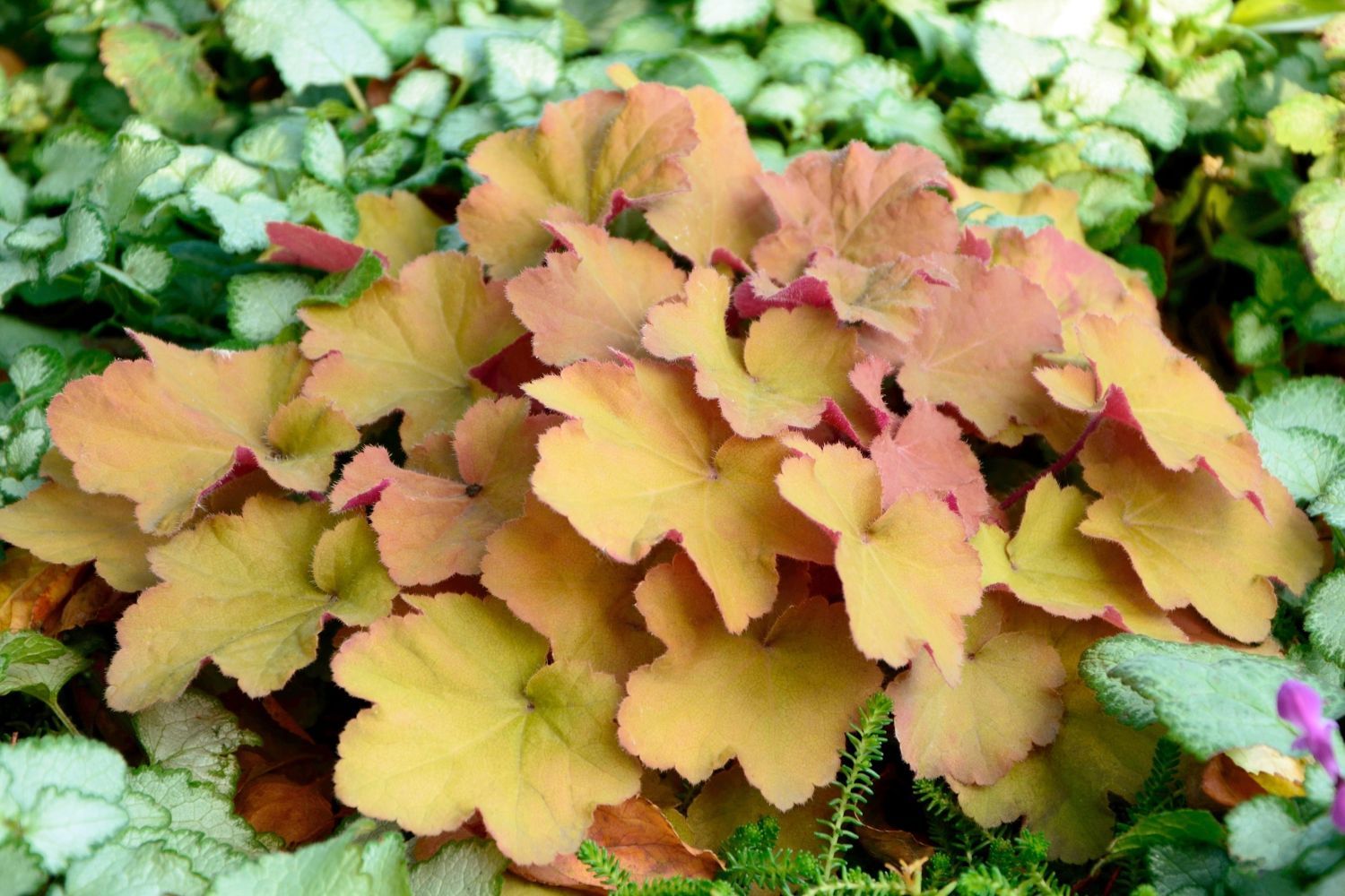 Heuchera: location, pruning & varieties - Plantura