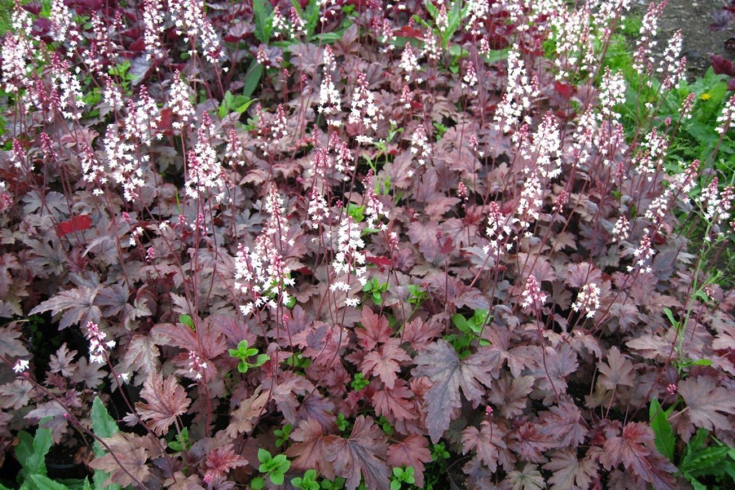 Heuchera: location, pruning & varieties - Plantura