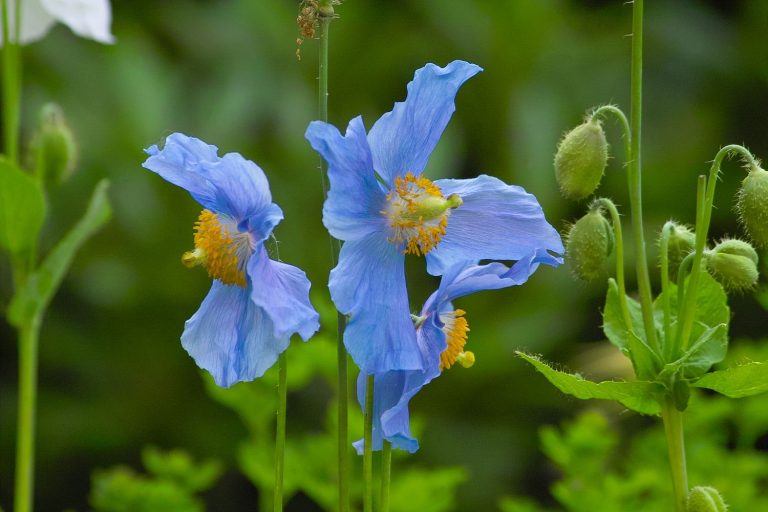 Poppy types: red, white and purple poppies & more - Plantura
