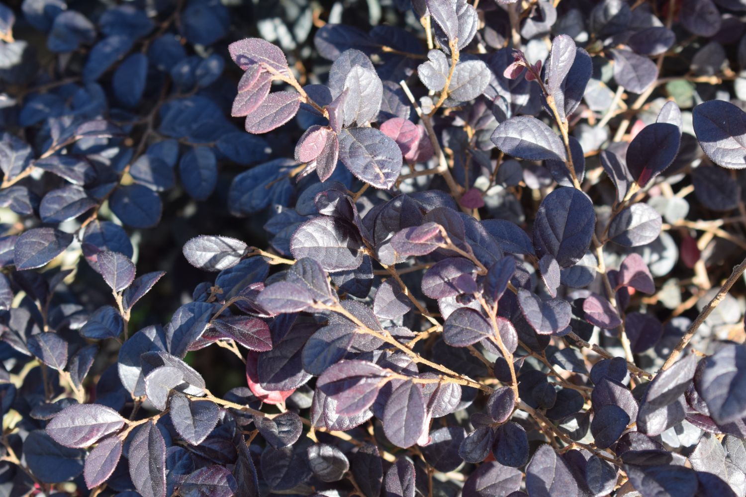 Plants with red leaves: outdoor trees and shrubs - Plantura