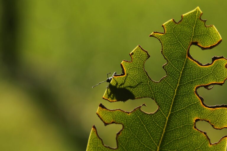 How to get rid of vine weevils using nematodes - Plantura
