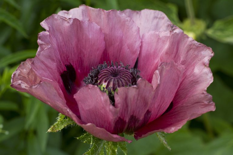 Poppy types: red, white and purple poppies & more - Plantura