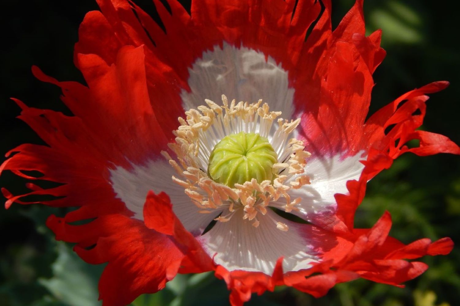 Poppy types: red, white and purple poppies & more - Plantura