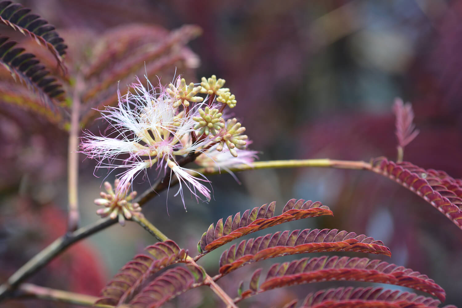 Persian silk tree: care, flowering & more - Plantura