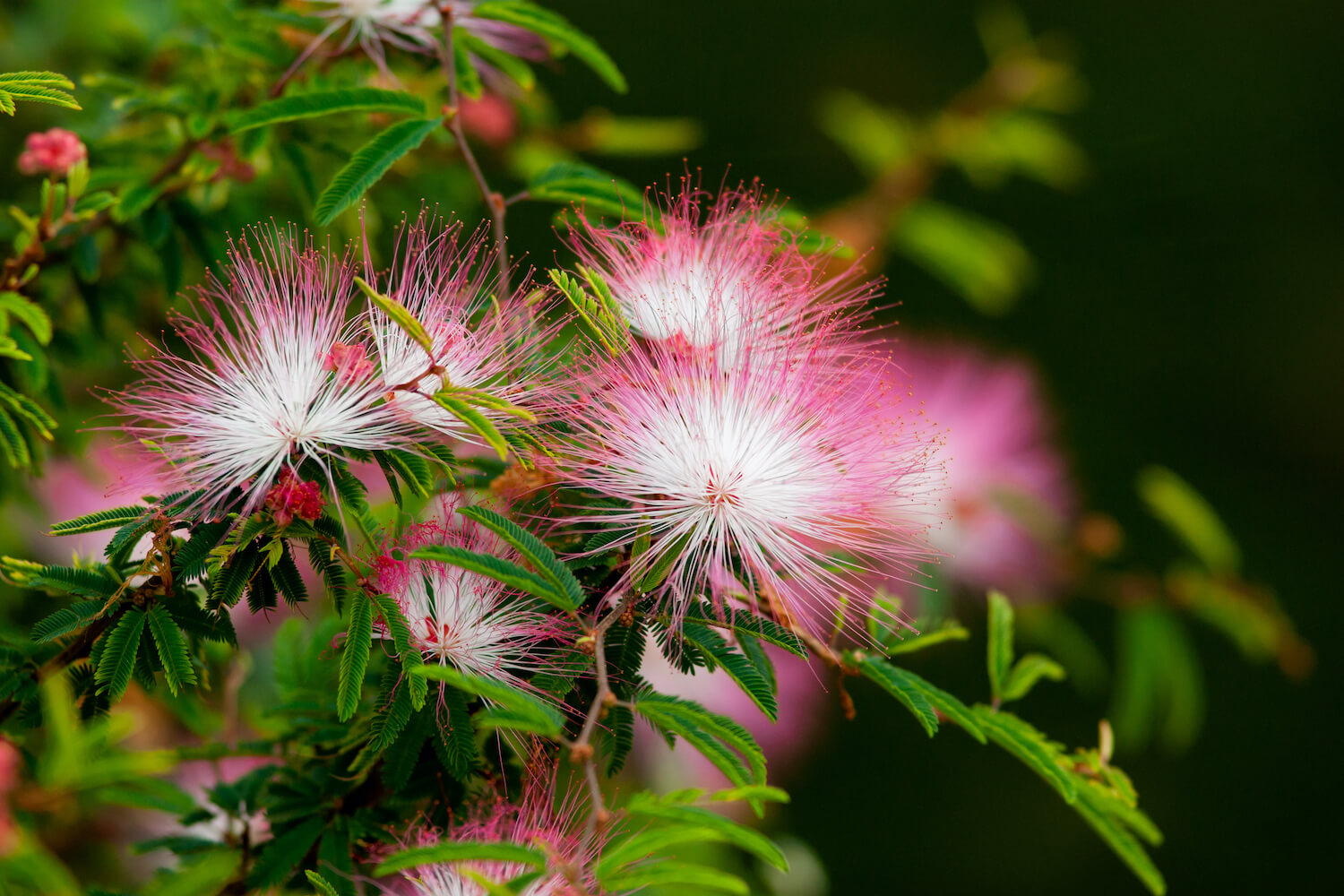 Persian silk tree: care, flowering & more - Plantura