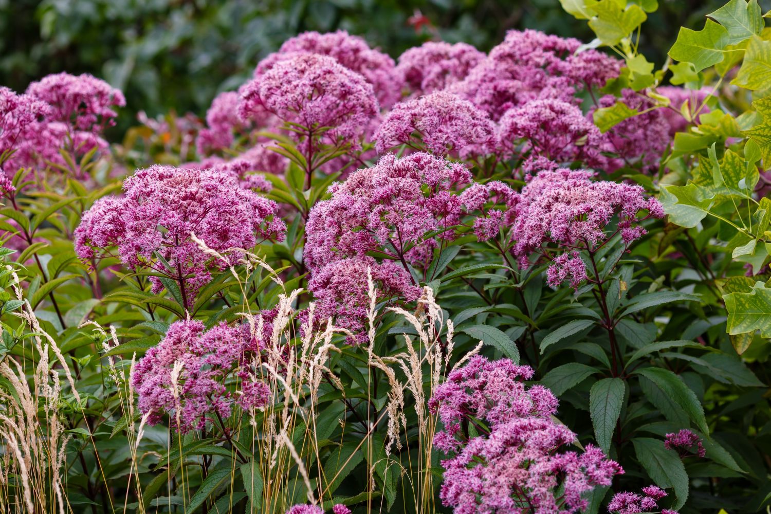 Eupatorium: the medicinal plant from A to Z - Plantura