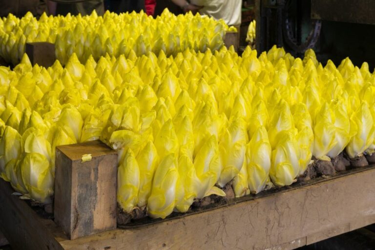 Chicory: growing, care & uses of common chicory - Plantura