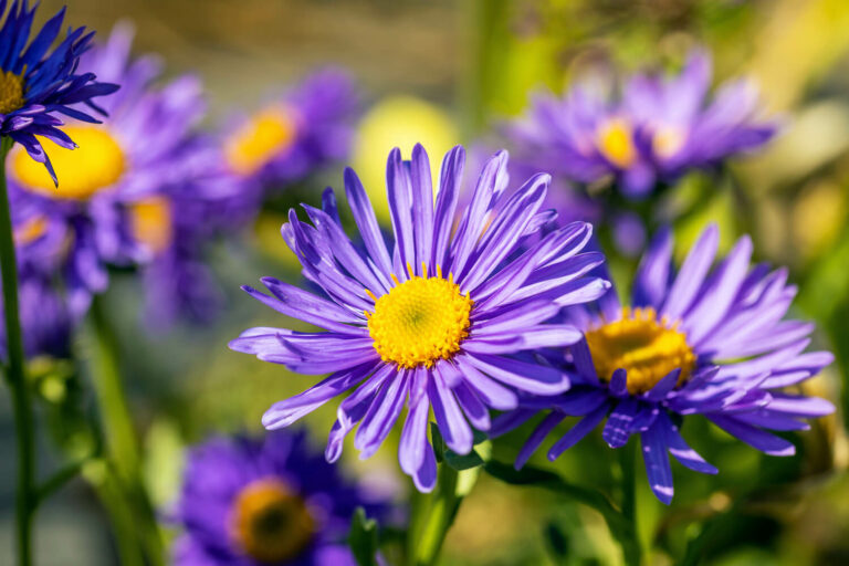 Aster species & varieties - Plantura