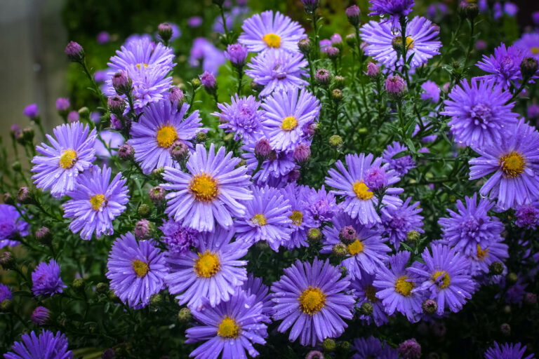 Aster species & varieties - Plantura