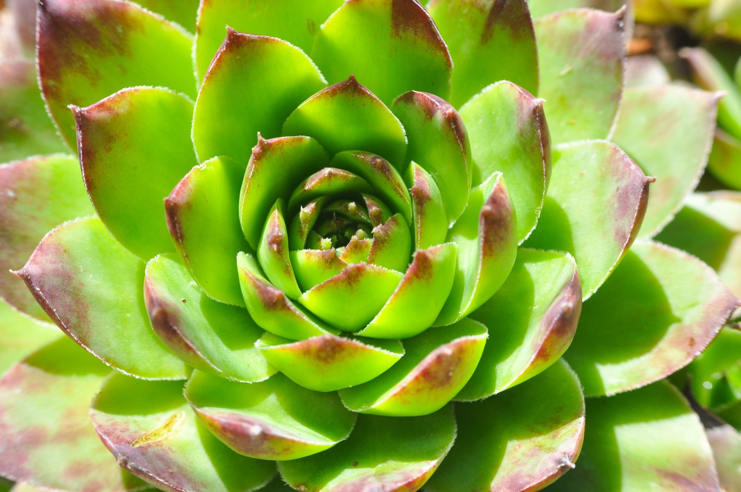 Sempervivum tectorum: common houseleek plant care - Plantura