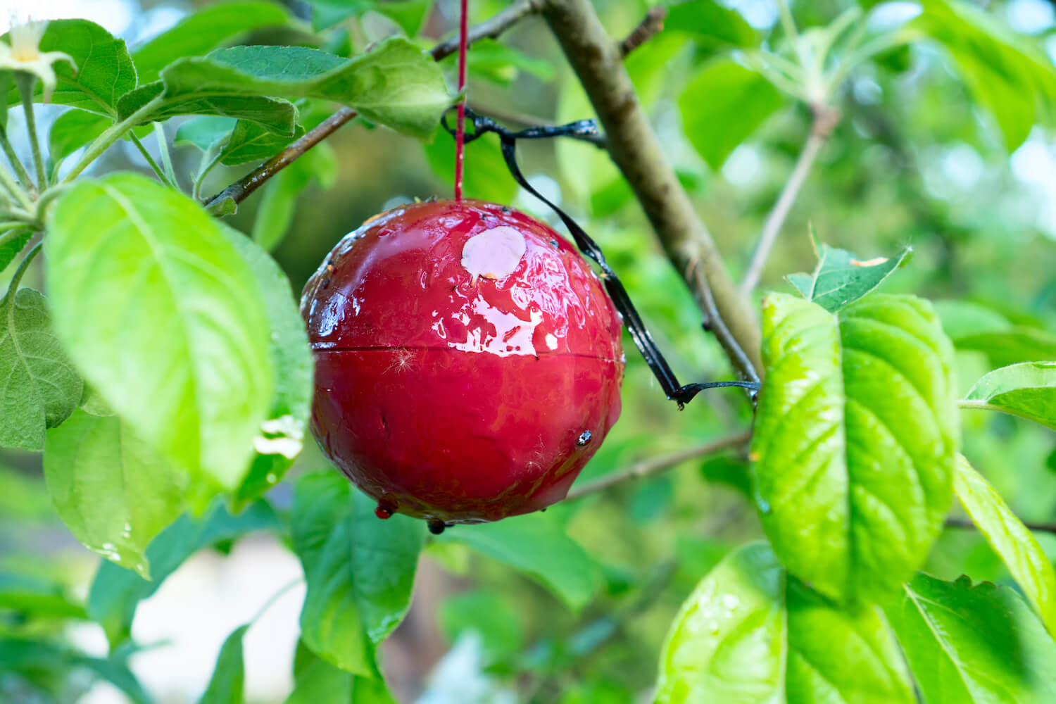 Sticky traps for insects: how they work - Plantura