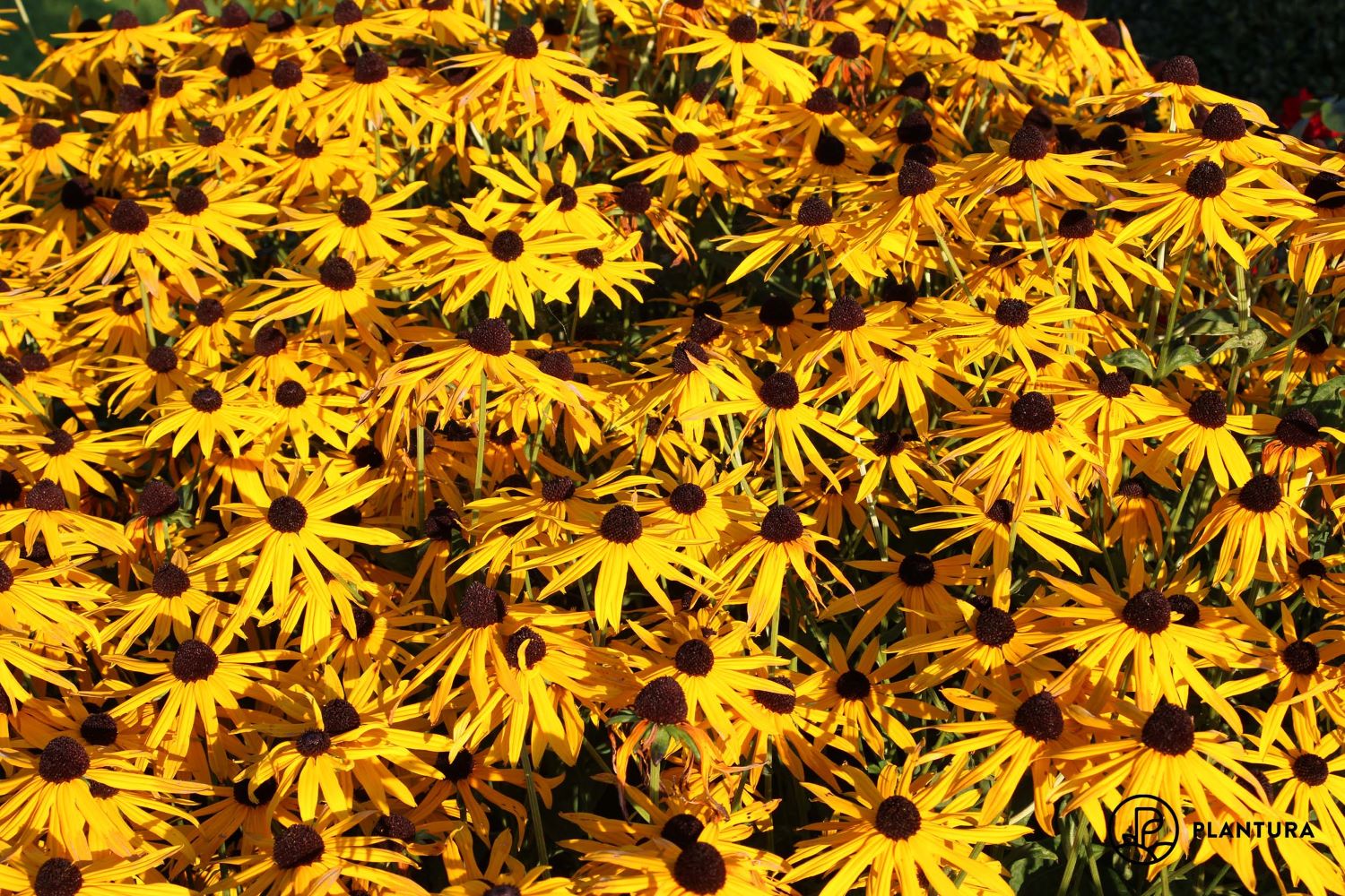 Rudbeckia species & varieties at a glance - Plantura