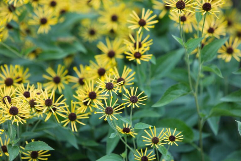 Rudbeckia species & varieties at a glance - Plantura