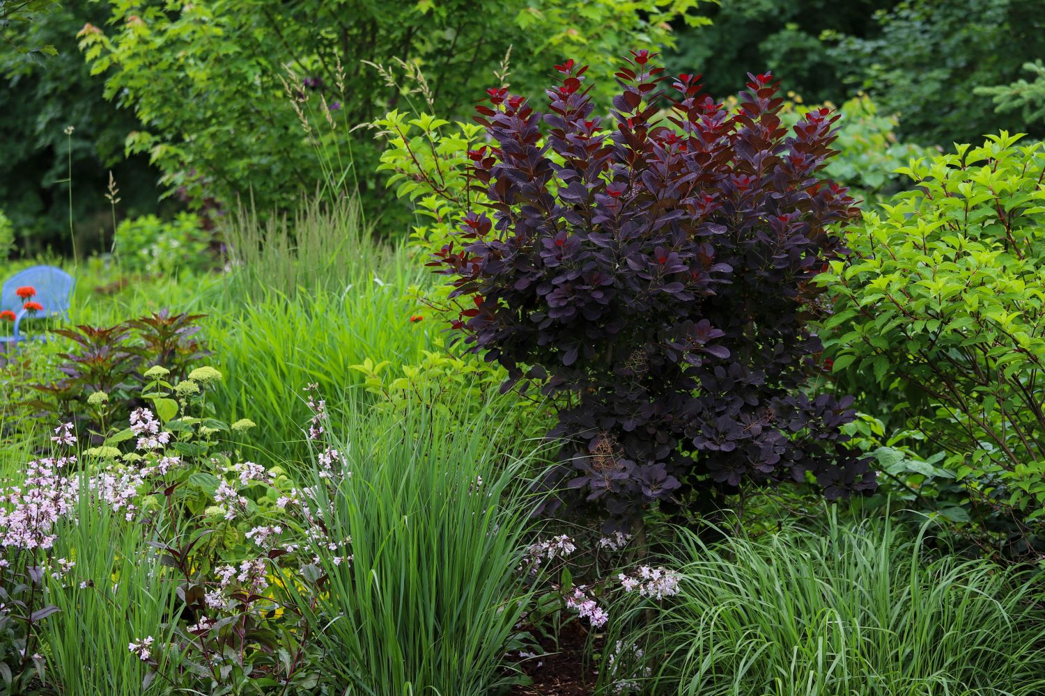 Smoke bush: pruning, planting & care - Plantura