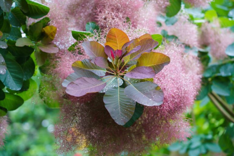 Smoke bush: pruning, planting & care - Plantura