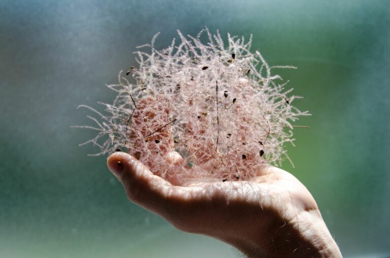 Smoke bush: pruning, planting & care - Plantura