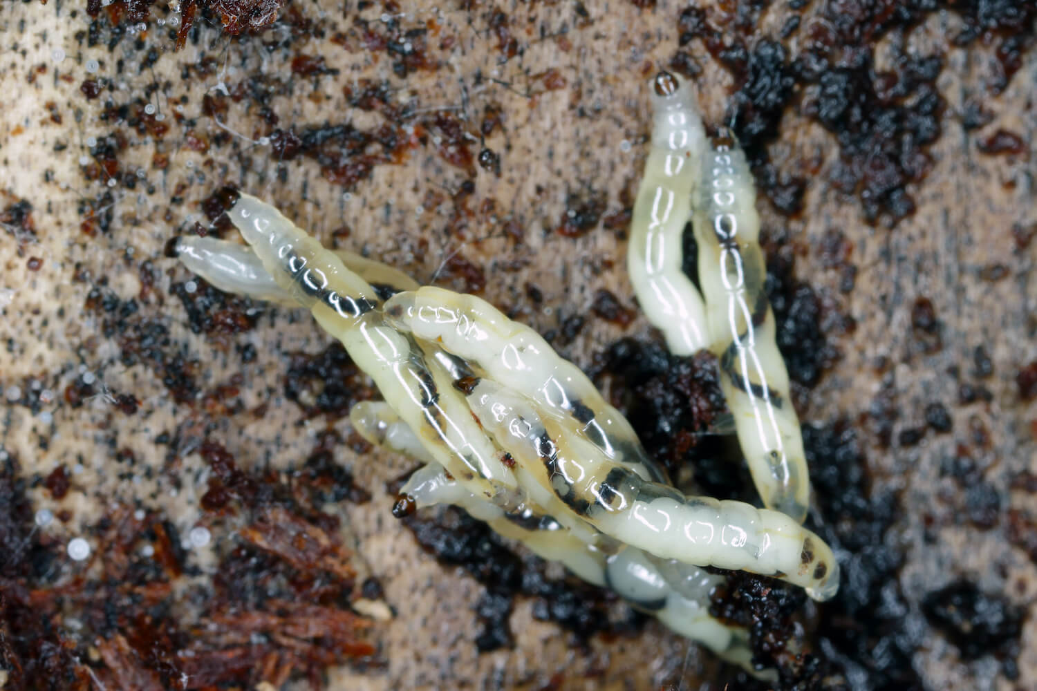 Sticky traps for insects: how they work - Plantura