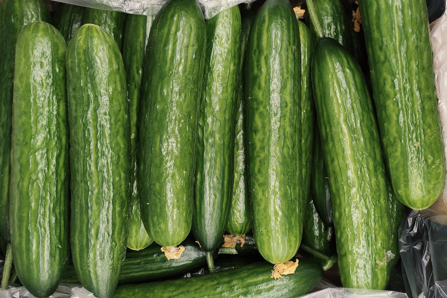 Harvesting & storing cucumbers - Plantura