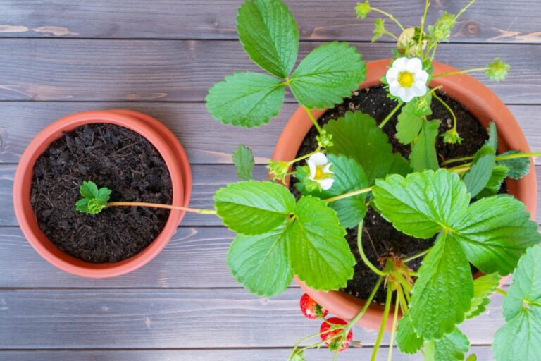 Growing climbing strawberry plants - Plantura