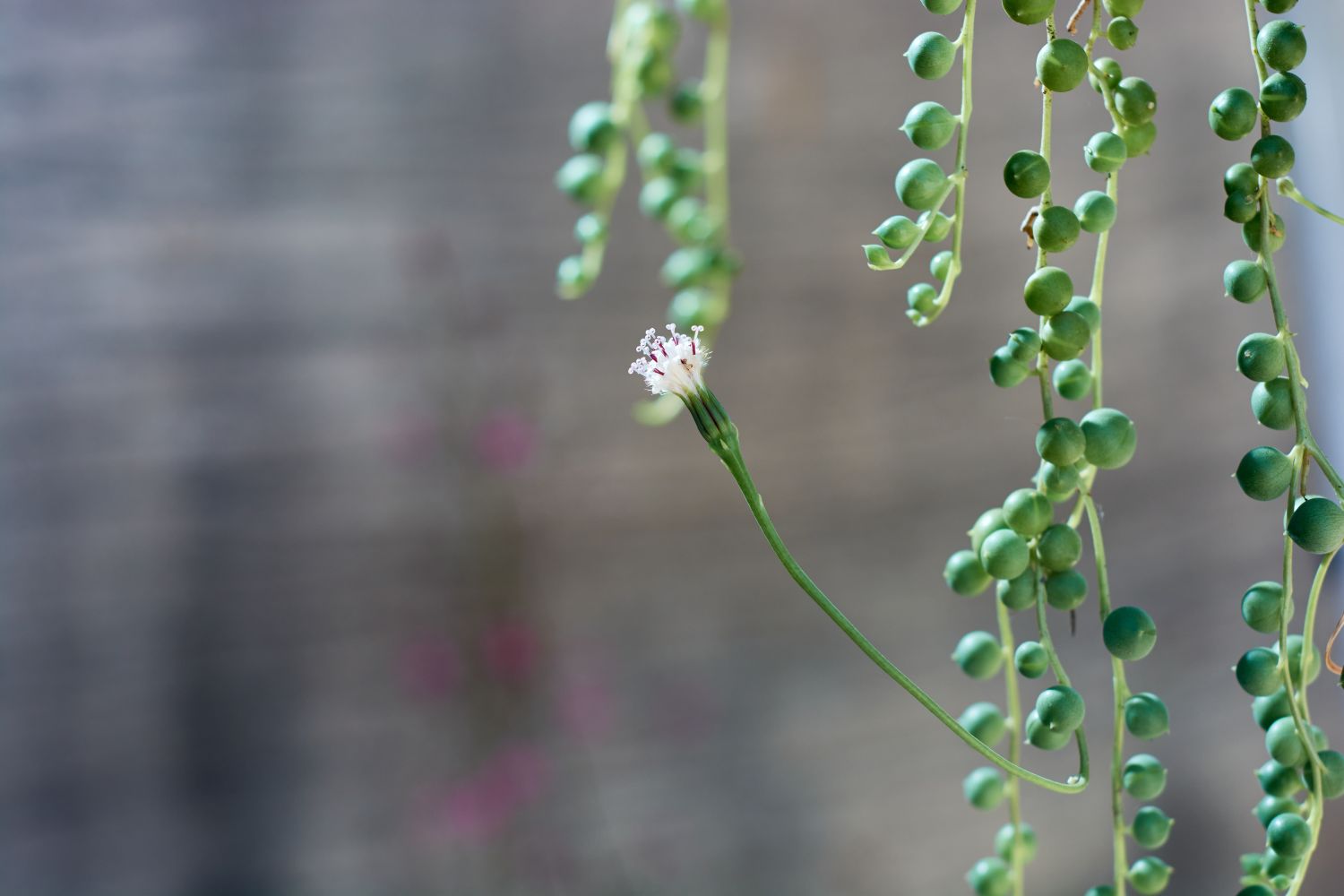 String of pearls: plant, care & propagate - Plantura