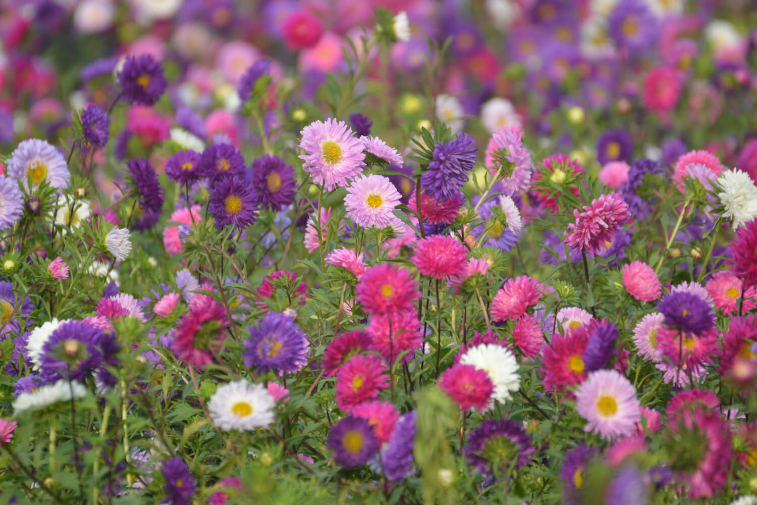 Aster species & varieties - Plantura