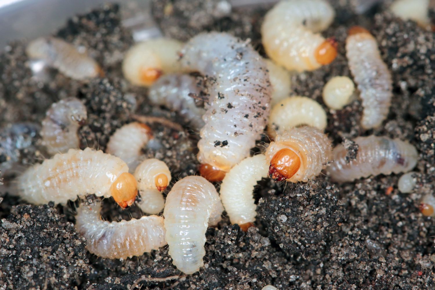 How to get rid of vine weevils using nematodes - Plantura