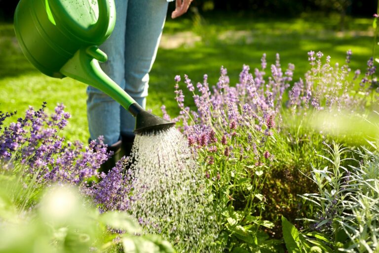 Watering your garden: efficiency and happy plants - Plantura