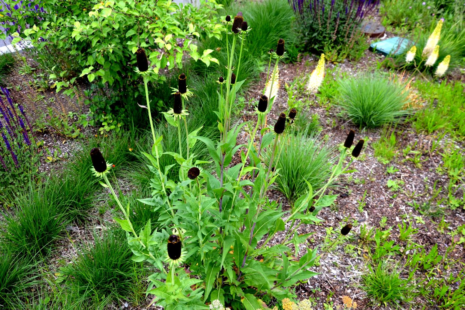Rudbeckia species & varieties at a glance - Plantura