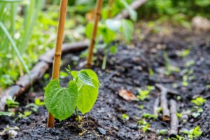 Planting beans: how & when to plant them - Plantura