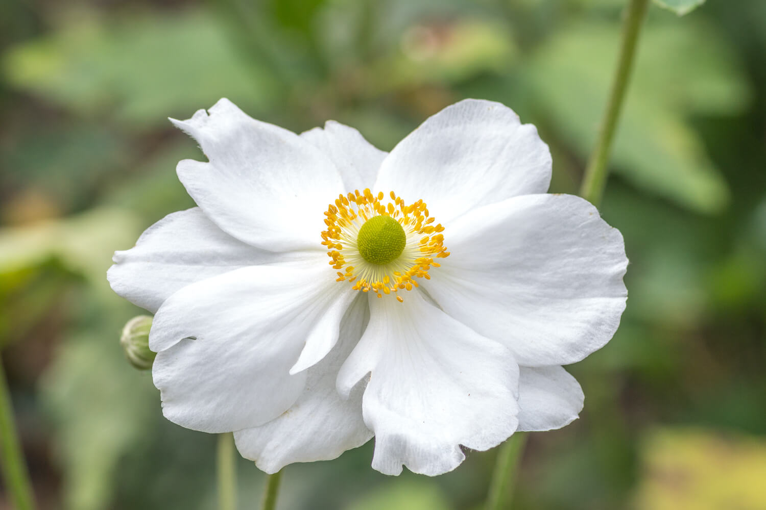Japanese anemone: propagation, care & varieties - Plantura