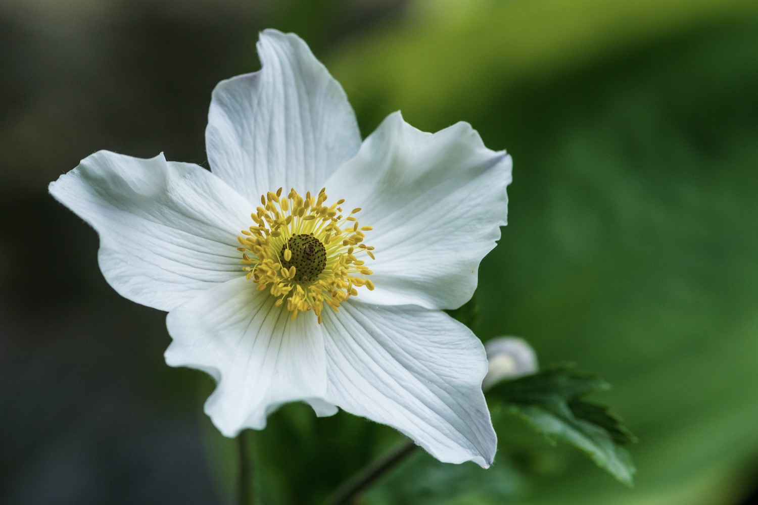 Japanese anemone: propagation, care & varieties - Plantura