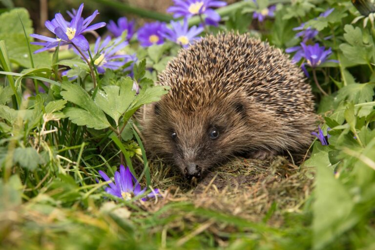 Beneficial garden animals and insects - Plantura