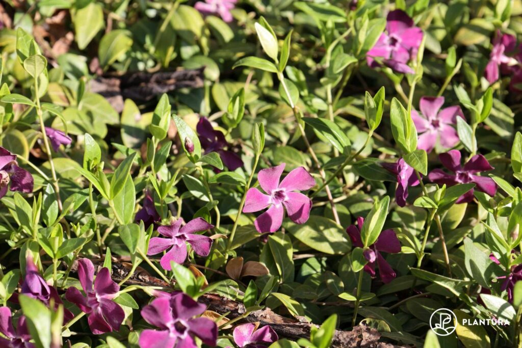 Periwinkle: planting the garden all-rounder - Plantura