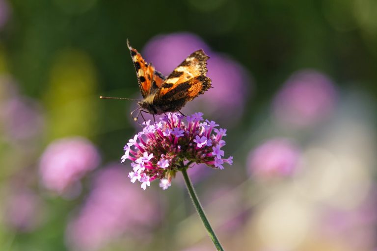 Verbena: the beautiful garden herb - Plantura
