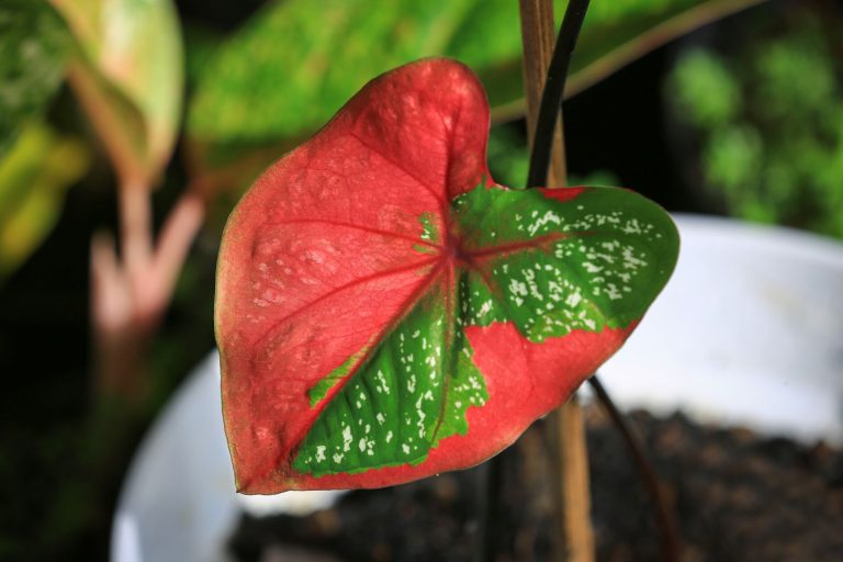 Indoor plants with red leaves: our favourites - Plantura