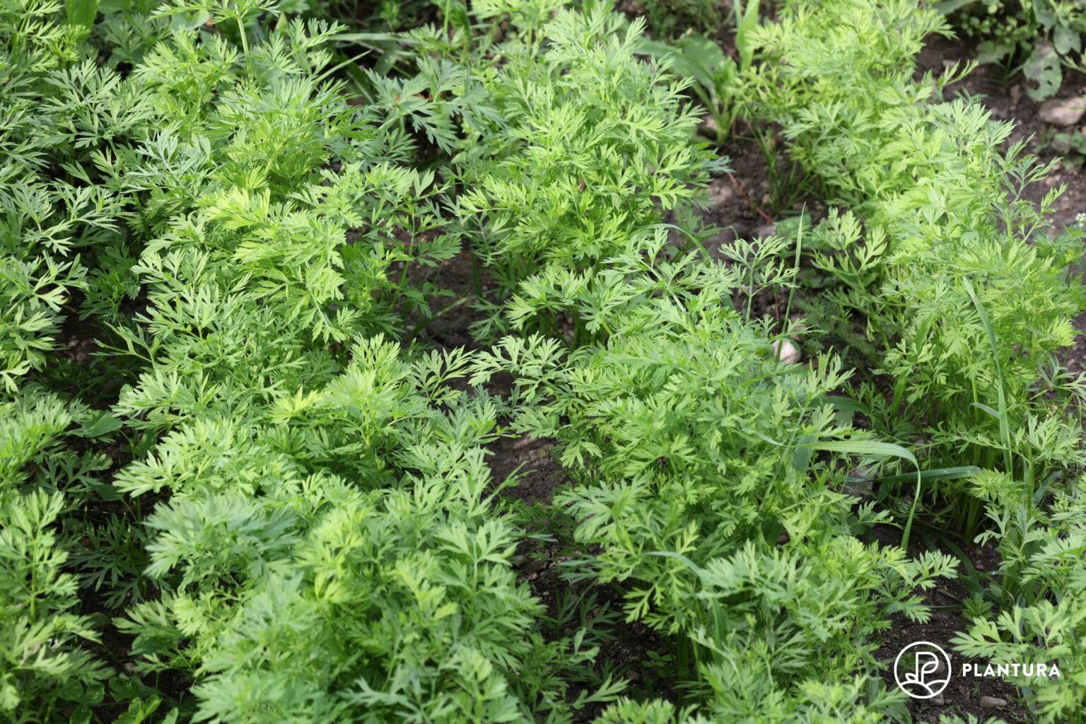 Carrots: profile, overwintering & propagation - Plantura