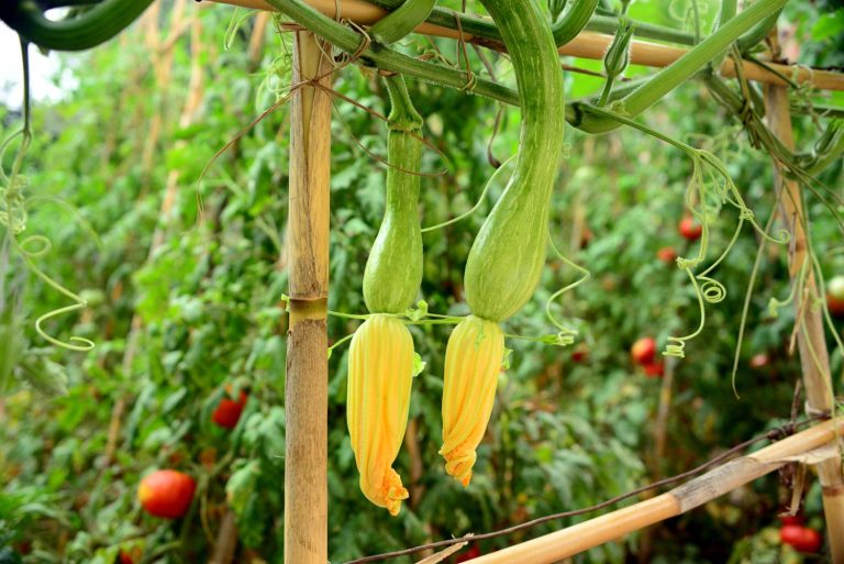 Growing courgettes in pots: tips & tricks - Plantura