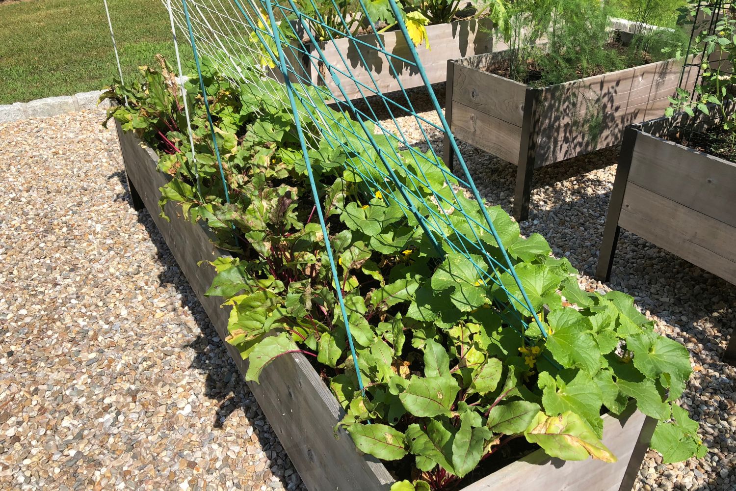 Cucumbers in raised beds: how to plant & grow - Plantura