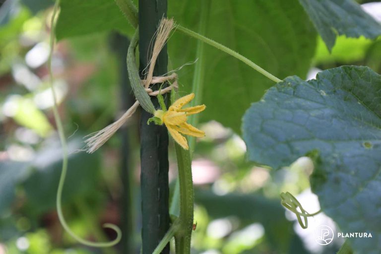 Cucumber trellis: benefits, ideas & DIY - Plantura
