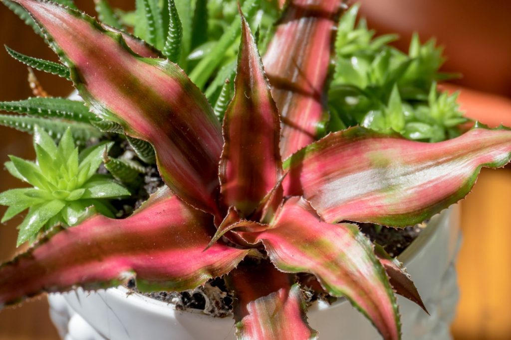 Indoor plants with red leaves: our favourites - Plantura