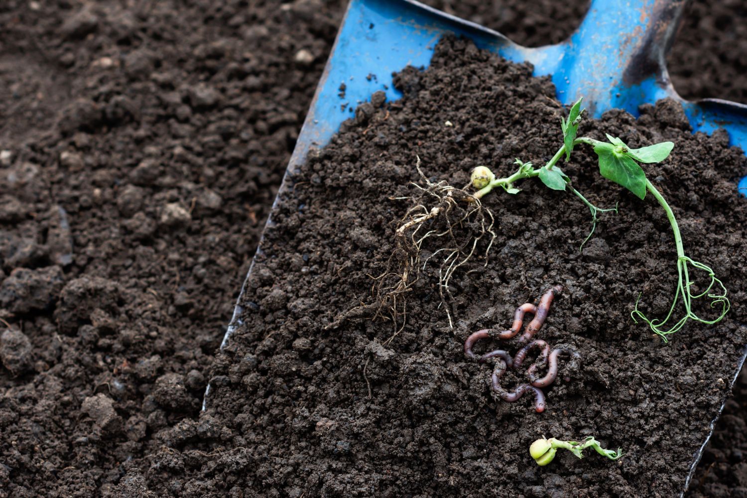 Beneficial garden animals and insects - Plantura