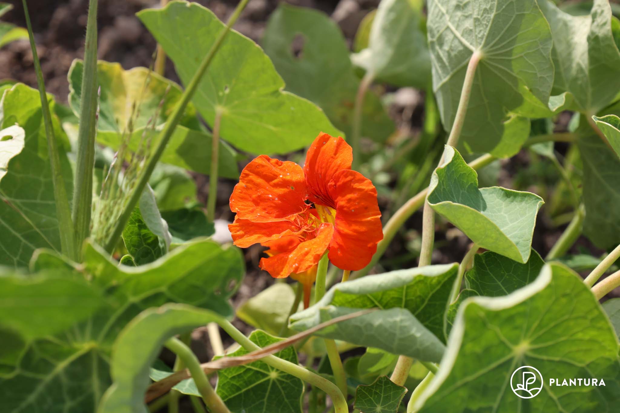 Nasturtium: plant profile, hardiness & propagation - Plantura