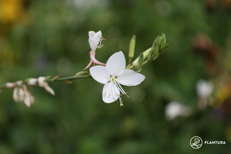 Gaura: location, pruning & overwintering - Plantura