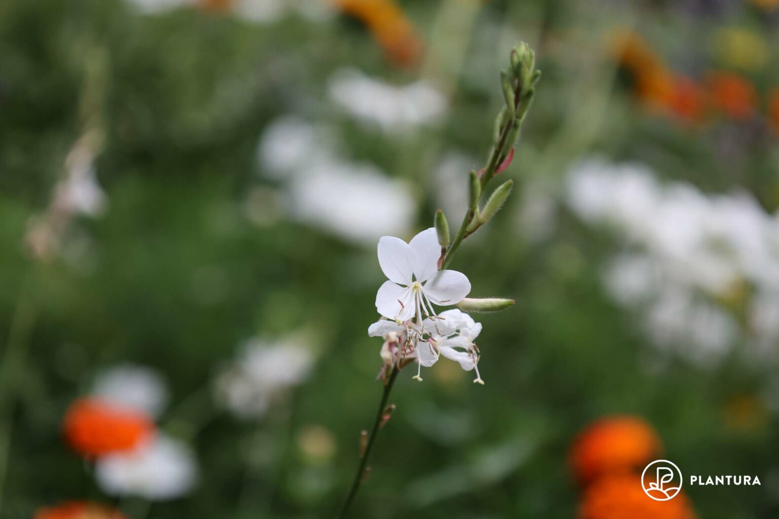 Gaura: location, pruning & overwintering - Plantura