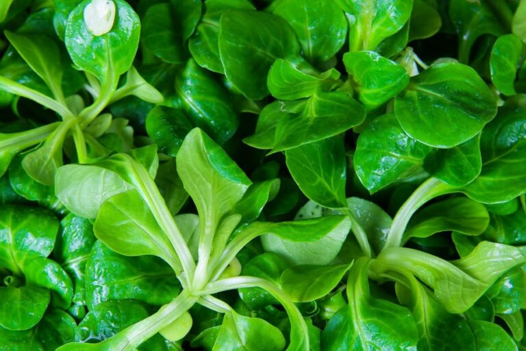 Growing lamb’s lettuce: how to sow & care tips - Plantura