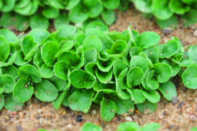 Growing lamb’s lettuce: how to sow & care tips - Plantura
