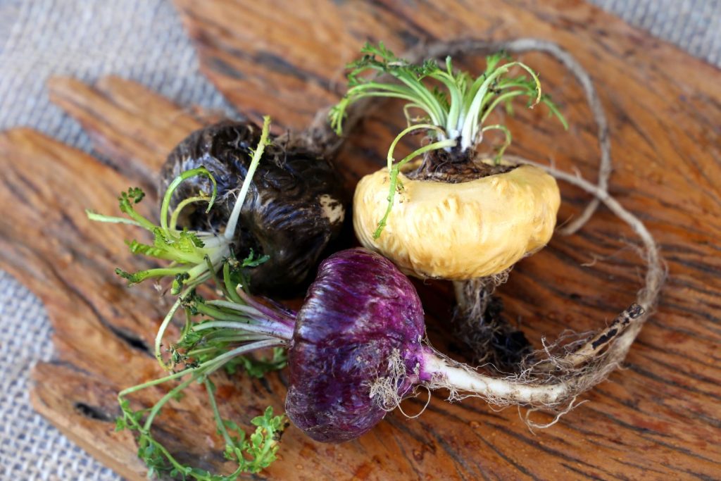 Maca plant: growing, harvesting & benefits - Plantura