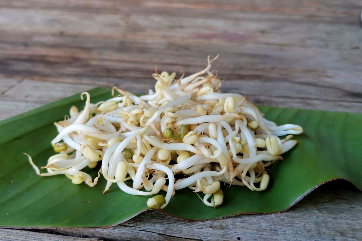 Mung bean sprouts: DIY & nutrition - Plantura