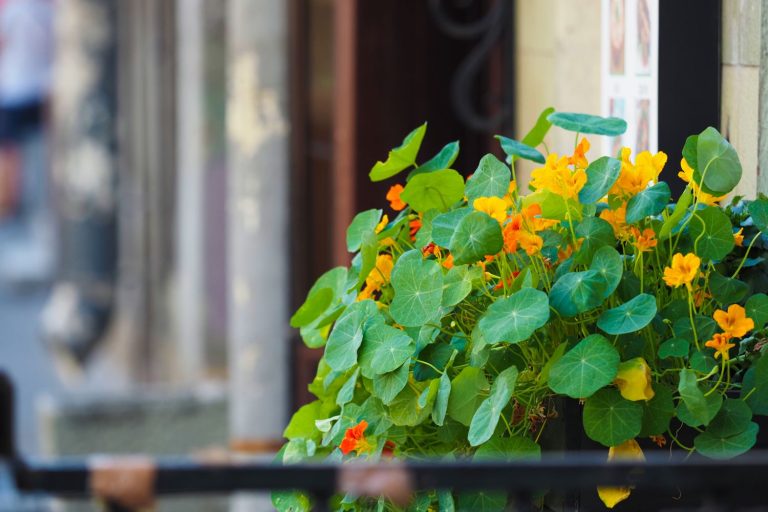 Growing nasturtiums in pots: planting guide - Plantura