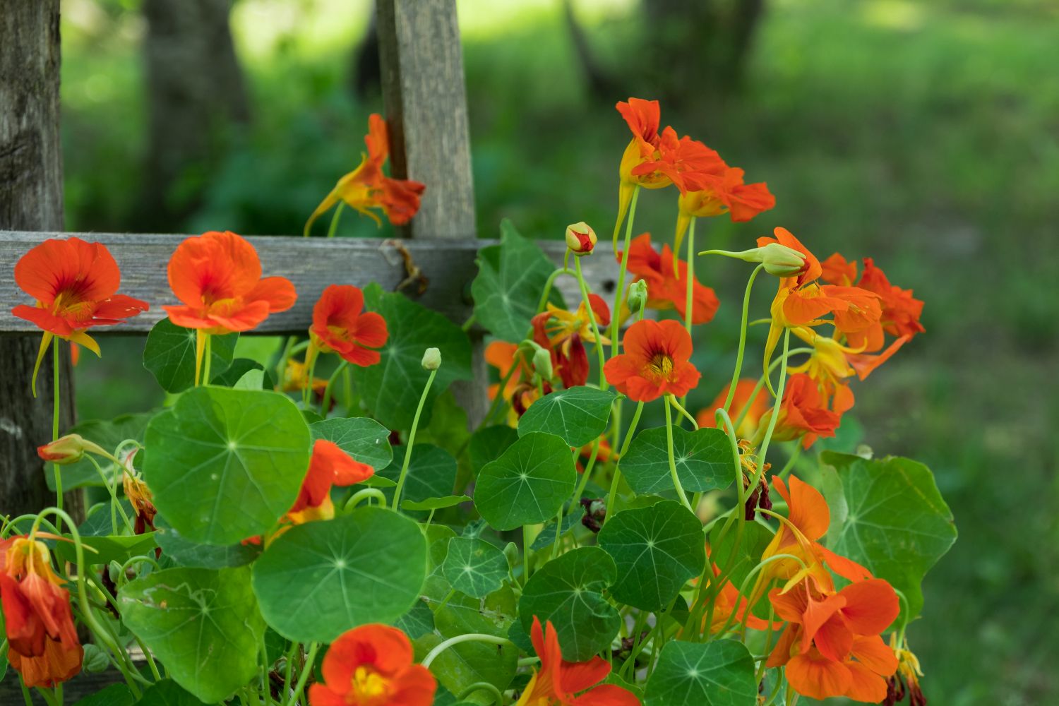 Growing nasturtiums in pots: planting guide - Plantura